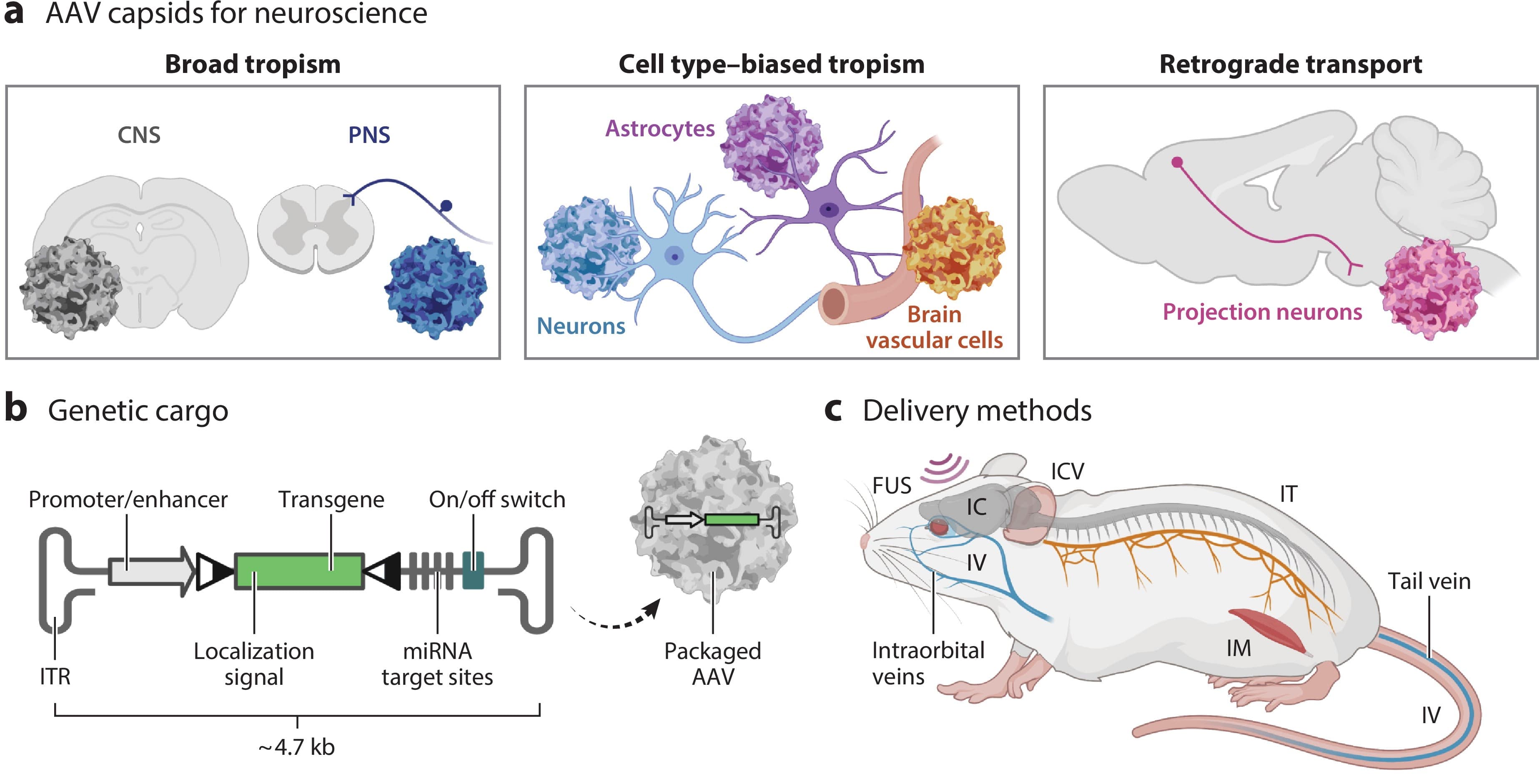 Viral Vectors 101: Systemic Capsids